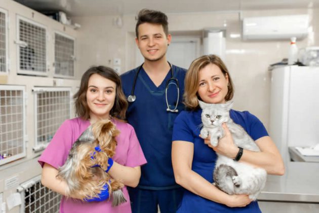 Veterinary Professional Incorporation In Ontario